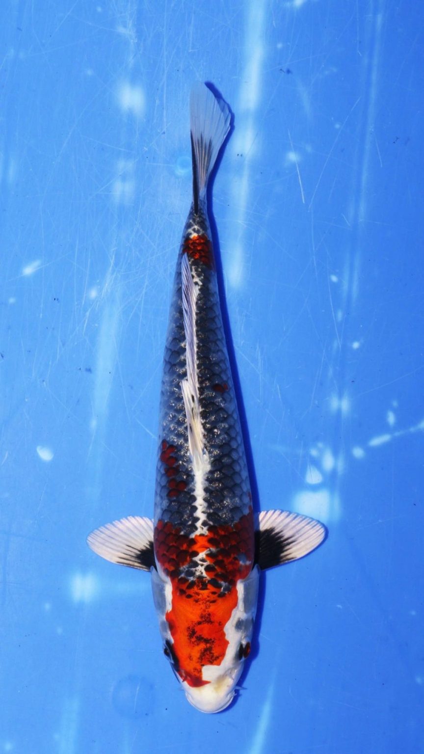 Beni Ginga SOLD - Kirkys Koi